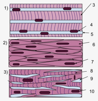 The Muscles Of The Lower Leg - Muscle Tissue In Leg - 1024x610 PNG ...