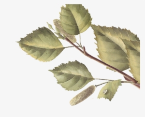 Silver Birch - Canoe Birch - 460x460 PNG Download - PNGkit