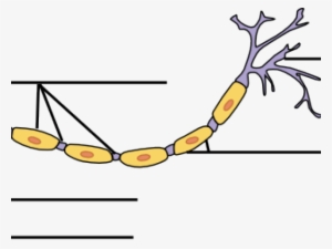 Neuron Clipart Blank - Nervous Tissue Transparent - 640x480 PNG ...