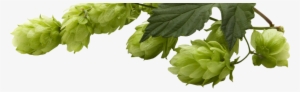 Beer Hops Png - 735x227 PNG Download - PNGkit