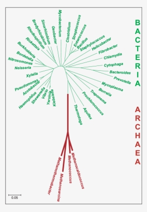Carl Woese View At The Procariotic Tree Of Life - Carl Woese - 740x1065 ...