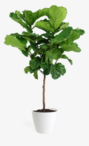 Ficus Lyrata Large Standard - Ficus Lyrata Hd - 700x1152 PNG Download ...