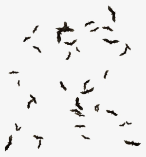 Graphic Freeuse Swarm Png For Free Download On - Gal Gadot - 1000x1077 ...