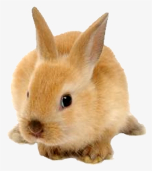 White Rabbit Png Image - White Rabbit Transparent Background ...