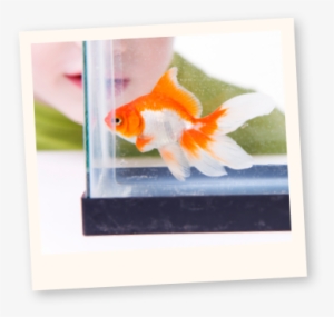 Learn More About Fish - Garibaldi - 388x373 PNG Download - PNGkit