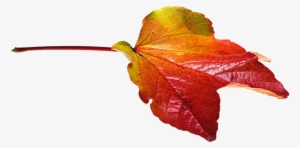 Autumn Leaves - Fall Pictures For Email Signatures - 827x771 PNG ...