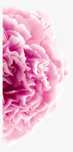 We Choose Peony For Its Paeoniflorine, An Anti Irritating, - Klorane ...