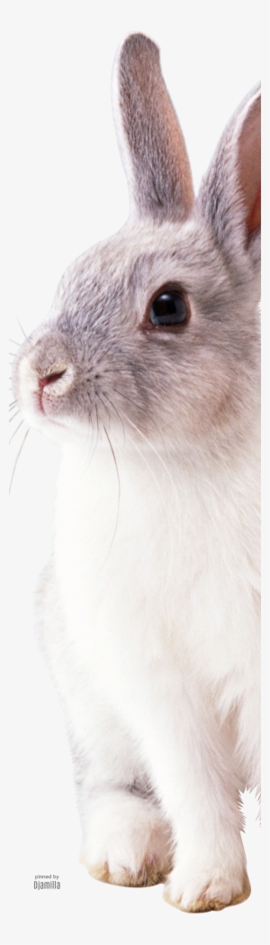 White Rabbit Png Image - White Rabbit Transparent Background ...