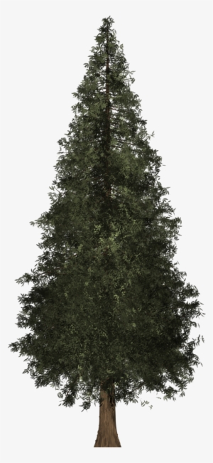 Fir Tree - Minecraft Tree Png - 403x793 PNG Download - PNGkit