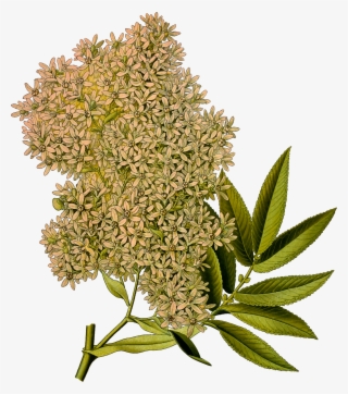 African Redwood Coast Redwood Medicinal Plants Giant - Public Domain ...