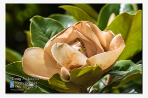 Canada Victoria Variety Grandiflora Magnolia Tree - Victoria - 966x824 ...