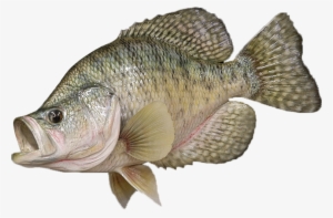 Image - Bluegill With White Background - 756x498 PNG Download - PNGkit