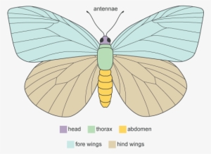 Diagram Showing The Main Anatomical Features Of A Butterfly - Diagram ...