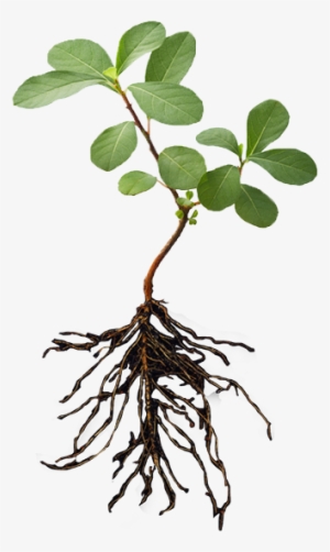 Plant Roots PNG, Free HD Plant Roots Transparent Image - PNGkit