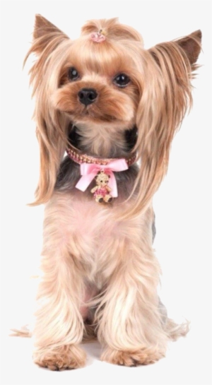 Terrier Drawing Yorkie Poo Clipart Library - Yorkshire Terrier ...