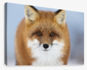 Red Fox Staring At The Camera - Photograph Red Fox Head - 428x344 PNG ...