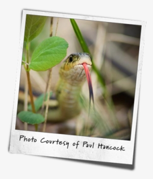 Snake Tongue PNG, Free HD Snake Tongue Transparent Image - PNGkit