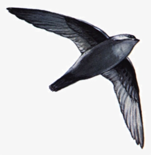 Chimney Swifts Appear In Connecticut Skies In Late - Male Chimney Sweep ...
