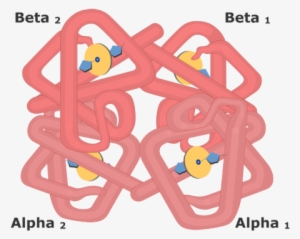 Hemoglobin Molecule With Its Alpha And Beta Subunits - Hemoglobin And ...