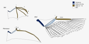 Wings And Feathers - Diagram - 1912x958 PNG Download - PNGkit