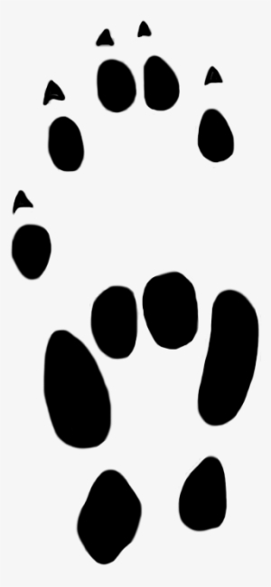 Paw Print Of House Mouse 10 Mm - Clip Art - 442x874 PNG Download - PNGkit
