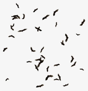 Drawn Bat Swarm Bat - D&d 5e Swarm Of Bats - 800x2206 PNG Download - PNGkit