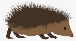 Woodland Hedgehogs Download Echidna Porcupine Daurian - Hedgehog ...