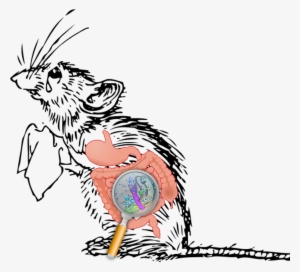 Mouse Brain Clip Art - 600x256 PNG Download - PNGkit