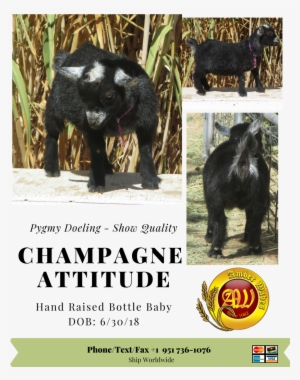 Gorgeous Show Quality African Pygmy Dog Kid - Goat - 816x1056 PNG ...