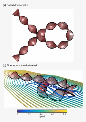 Plan View Of A Double Helix With Straight Ends, Coiled - Portable ...