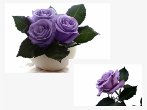 The Story Of Blue Rose Applause Is Also The Story Of - Award - 522x393 ...