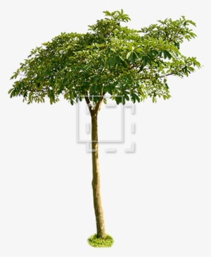 Small Leaf Tree Wide Canopy - Tree Png Canopy - 450x450 PNG Download ...