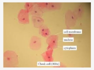 Prepared Slides, Cheek Cell Smear, - Cheek Cells Under Microscope ...