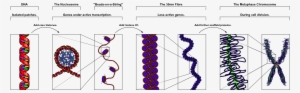 Chromatin Structures - Global Structure Of Chromosomes - 1312x432 PNG ...