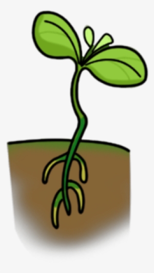 Seedling - Cartoon Lima Bean Plant - 420x420 PNG Download - PNGkit