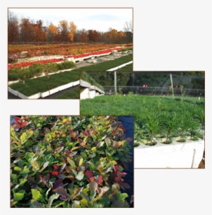 Hardwood And Evergreen Tree Seedlings - Minnesota - 400x400 PNG ...