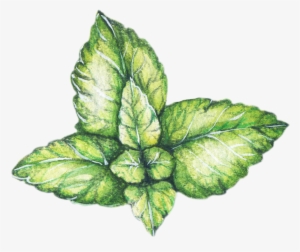 Peppermint - Sketch - 1500x1500 PNG Download - PNGkit