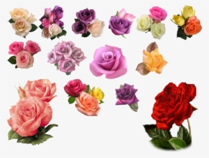 Rose Png Image 13 - Different Color Roses Png - 1600x1200 PNG Download ...