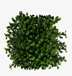 Free Png Bush Png Images Transparent - Bush Top View Png - 850x620 PNG ...