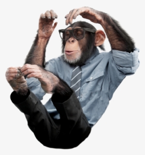 Chimp PNG, Free HD Chimp Transparent Image - PNGkit