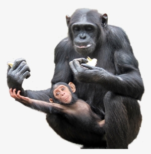 Chimpanzé Png - Png Chimps - 390x400 PNG Download - PNGkit