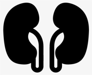 Two Kidneys Vector - Urology Logo Vectors Free Downloads - 400x400 PNG ...
