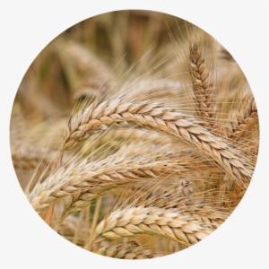 Barley Transparent Background - Wheat - 467x467 PNG Download - PNGkit