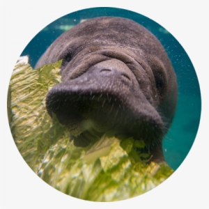 Manatee Transparent - Manatee On Land - 450x450 PNG Download - PNGkit