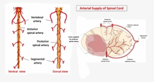 Describe The Arterial Supply Of Spinal Cord - Lumbar Vertebra ...