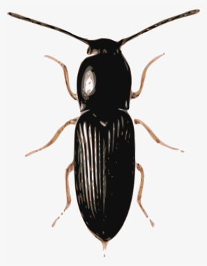 Png Royalty Free Download Cardiophorus Big Image Png - Bug Beatle ...