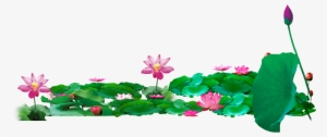 Pond Vector Lotus - Lotus Pond Png - 5000x3000 PNG Download - PNGkit