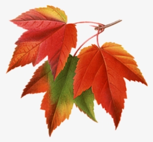 Autumn Leaves - Fall Pictures For Email Signatures - 827x771 PNG ...