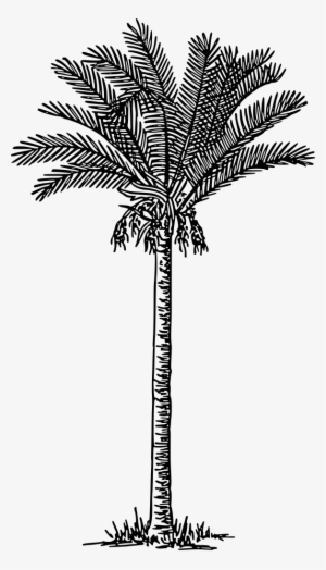 Palm Trees Date Palm Plants Drawing - Date Palm Drawing - 429x750 PNG ...