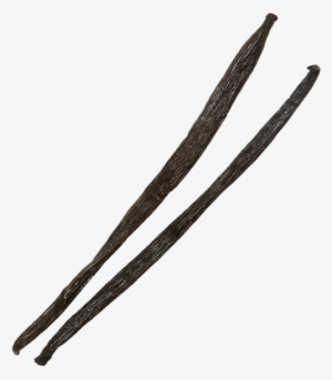 Illustration Of Vanilla Flower And Three Vanilla Beans - Vanilla Png ...